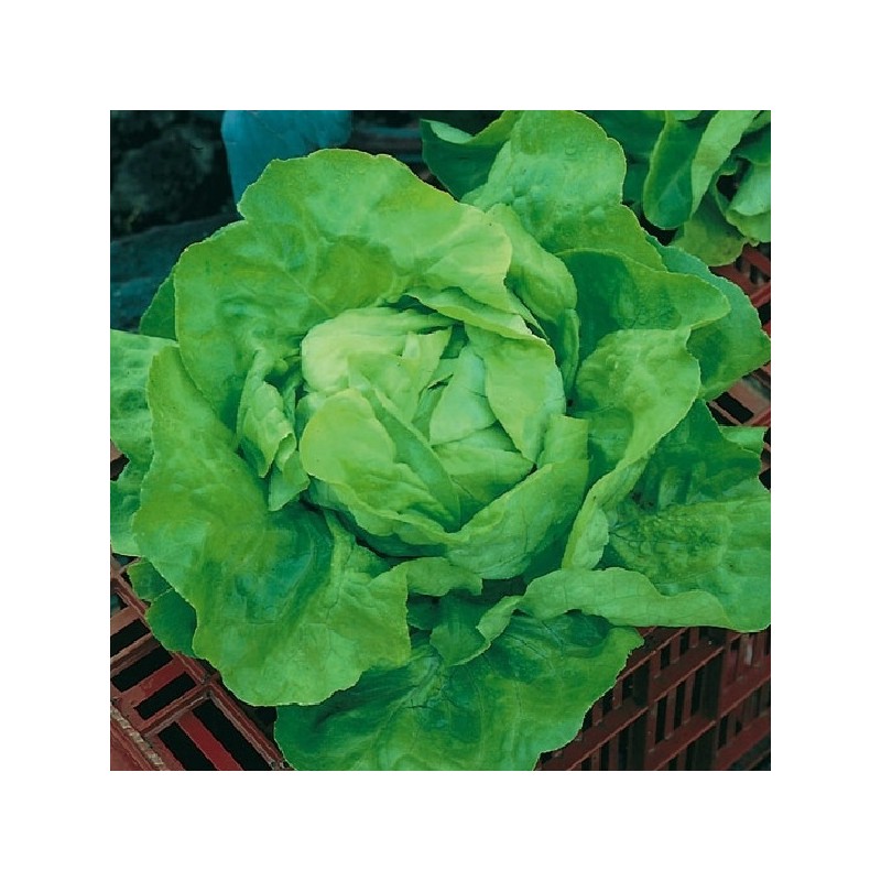 Laitue Pommée du Bon Jardinier à 1,30 € - Jardisem Laitue Pommée du Bon Jardinier à 1,30 € - Jardisem