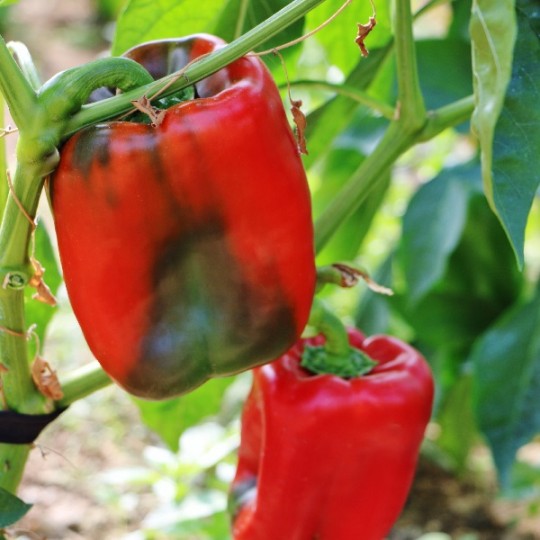 Piment Doux California Wonder à 1,40 € - Jardisem