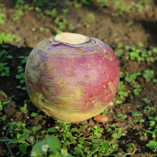 Chou Navet Rutabaga Champion à Collet Rouge à 1,30 € - Jardisem